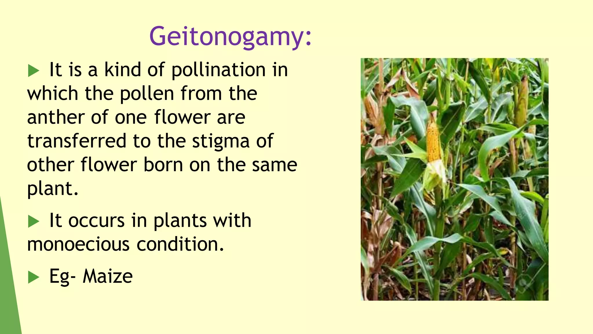 Self pollination | PPTX