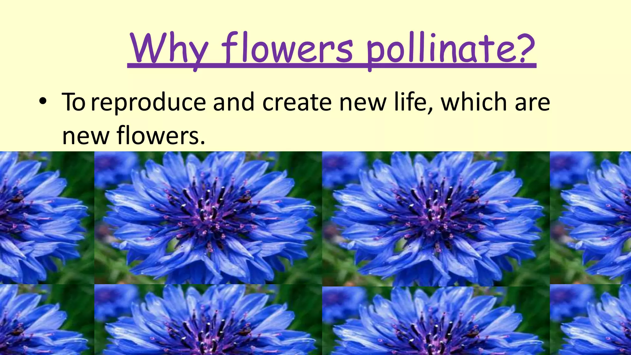 Self pollination | PPTX