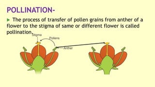 Self pollination | PPTX