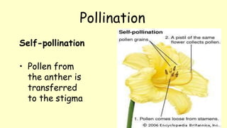 Self pollination | PPTX