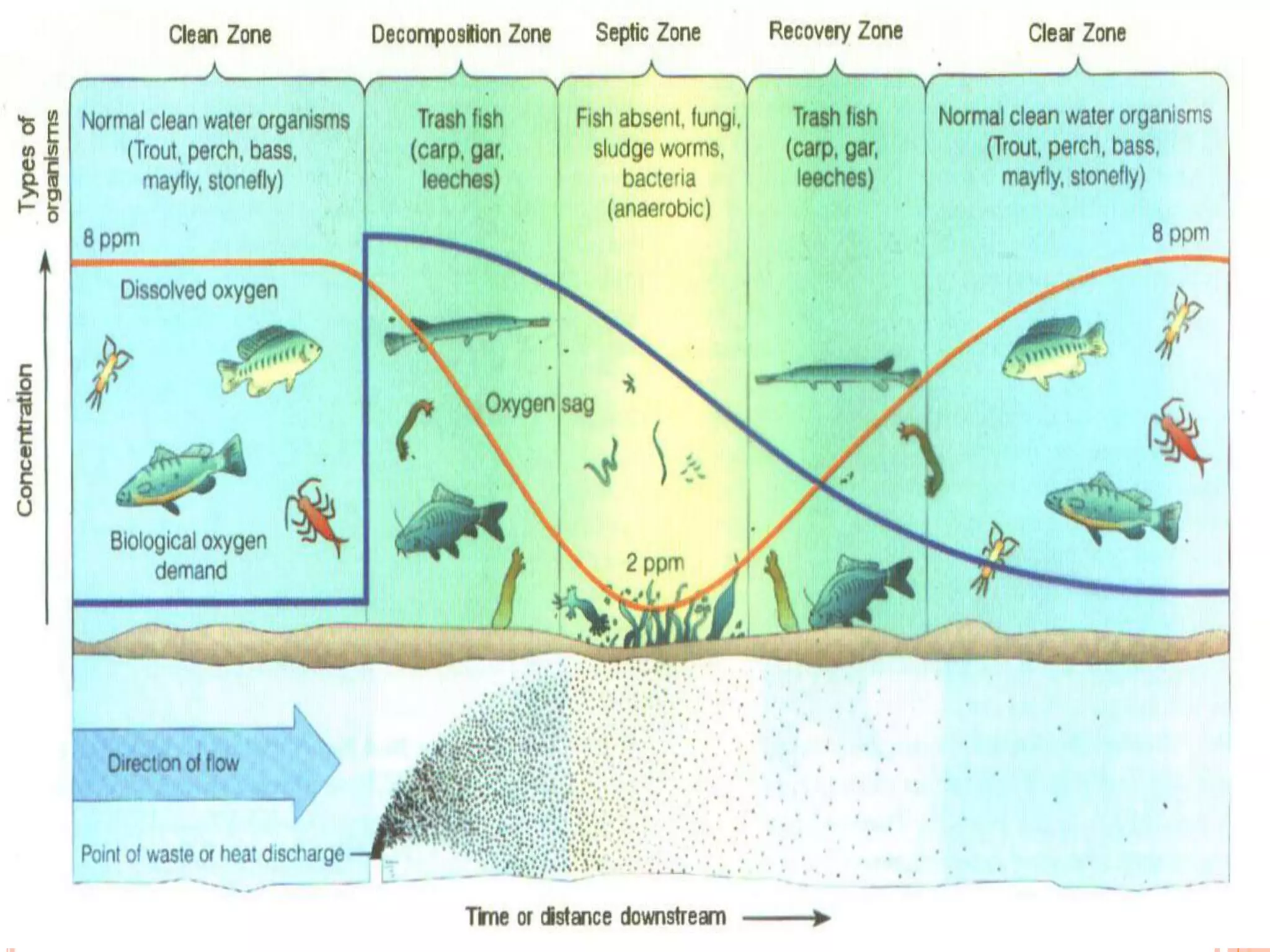 Self purification of river water | PPTX