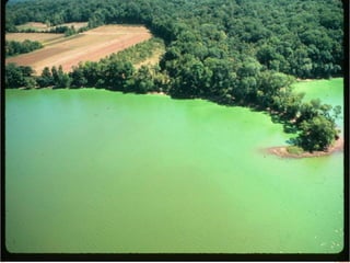 Self purification of river water | PPTX