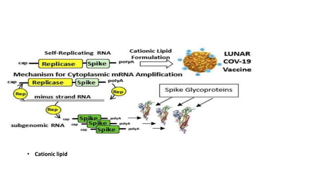 SELF REPLICATING RNA VACCICE_1.pptx