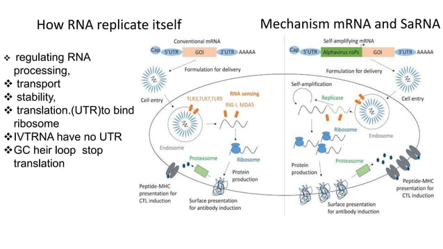 SELF REPLICATING RNA VACCICE_1.pptx