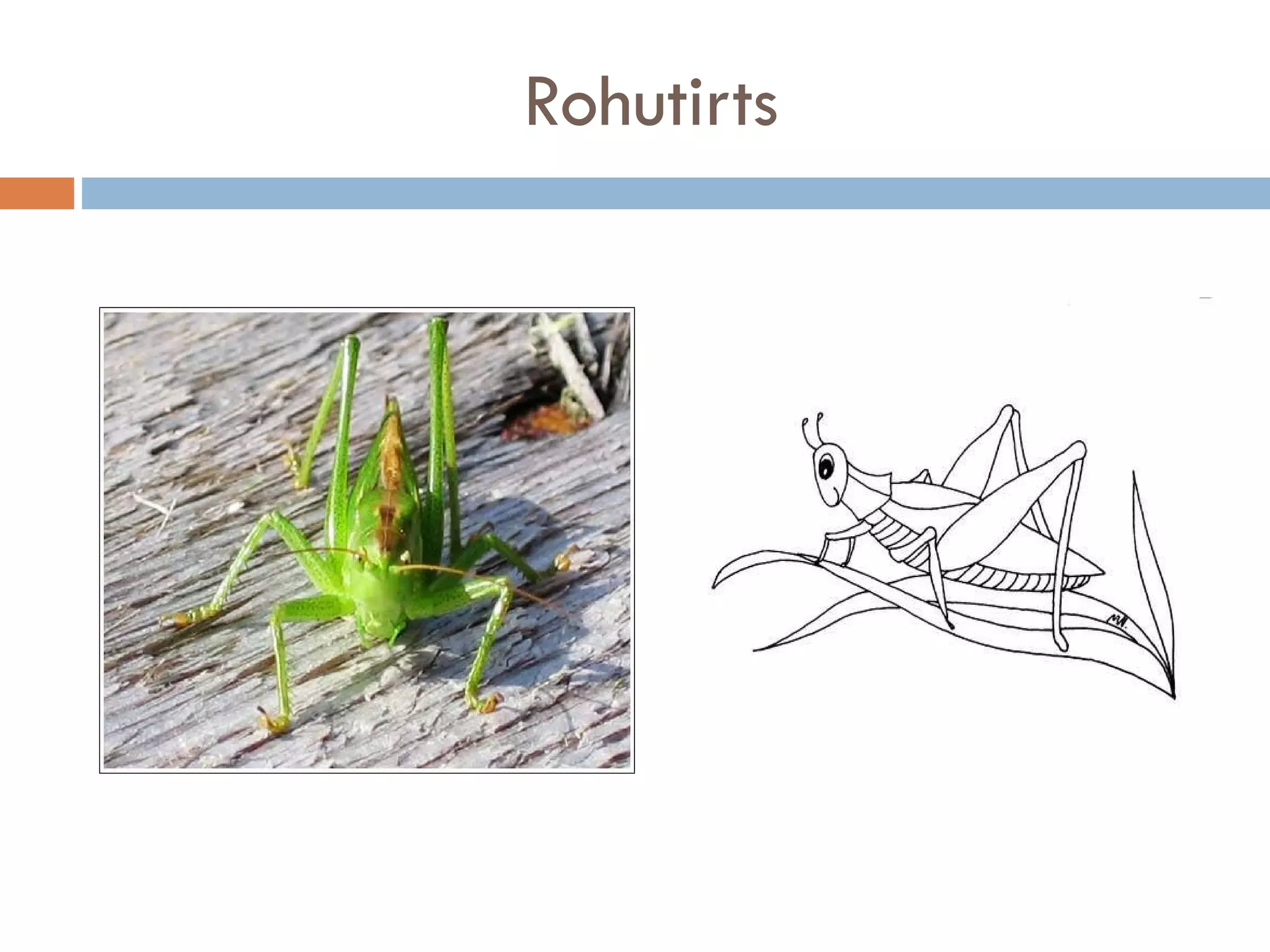 Selgrootud Loomad | PPT