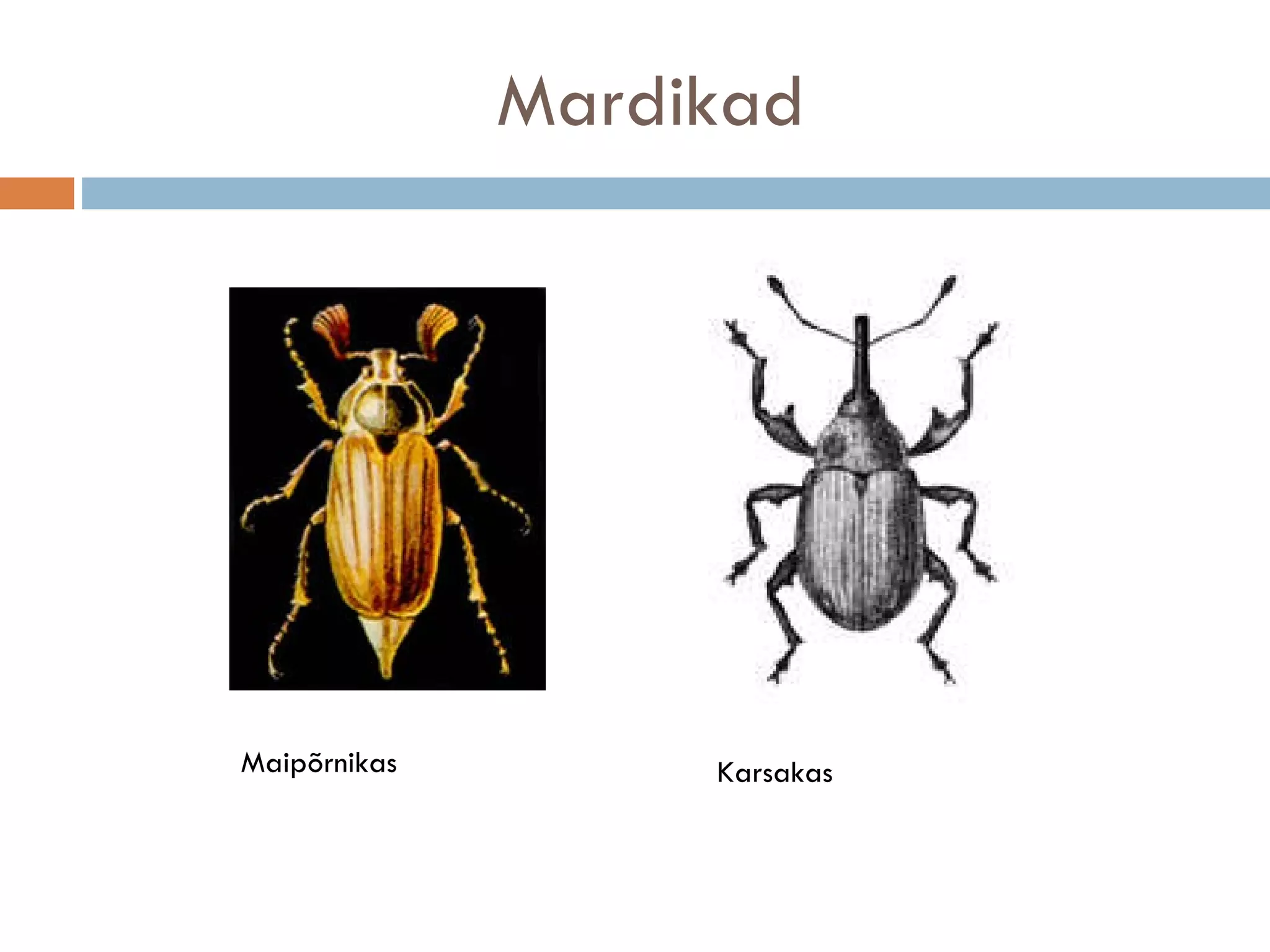 Selgrootud Loomad | PPT