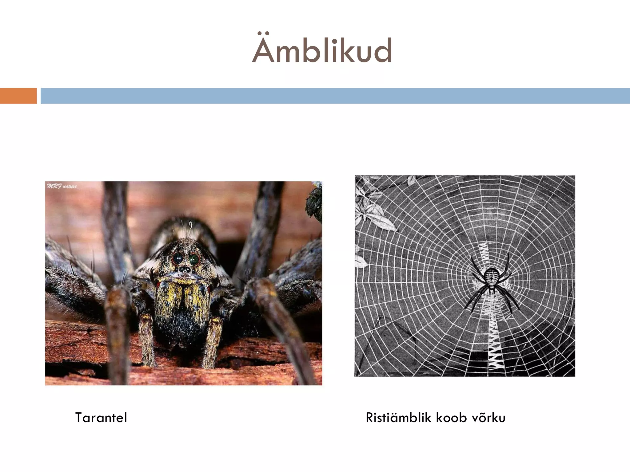 Selgrootud Loomad | PPT