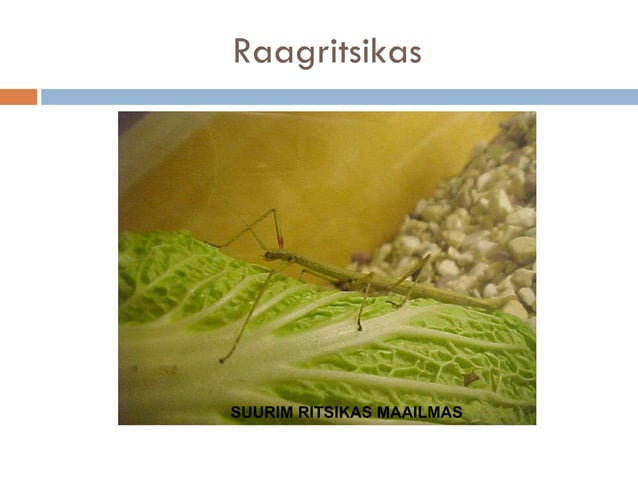 Selgrootud Loomad | PPT