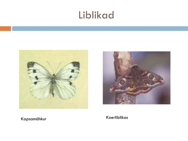 Selgrootud Loomad | PPT