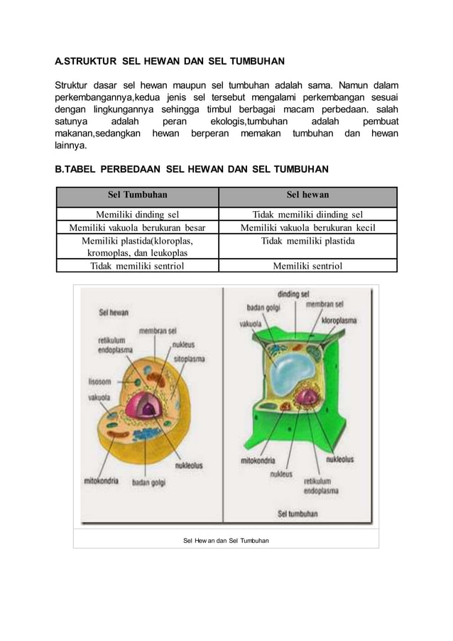 Sel hewan | PDF