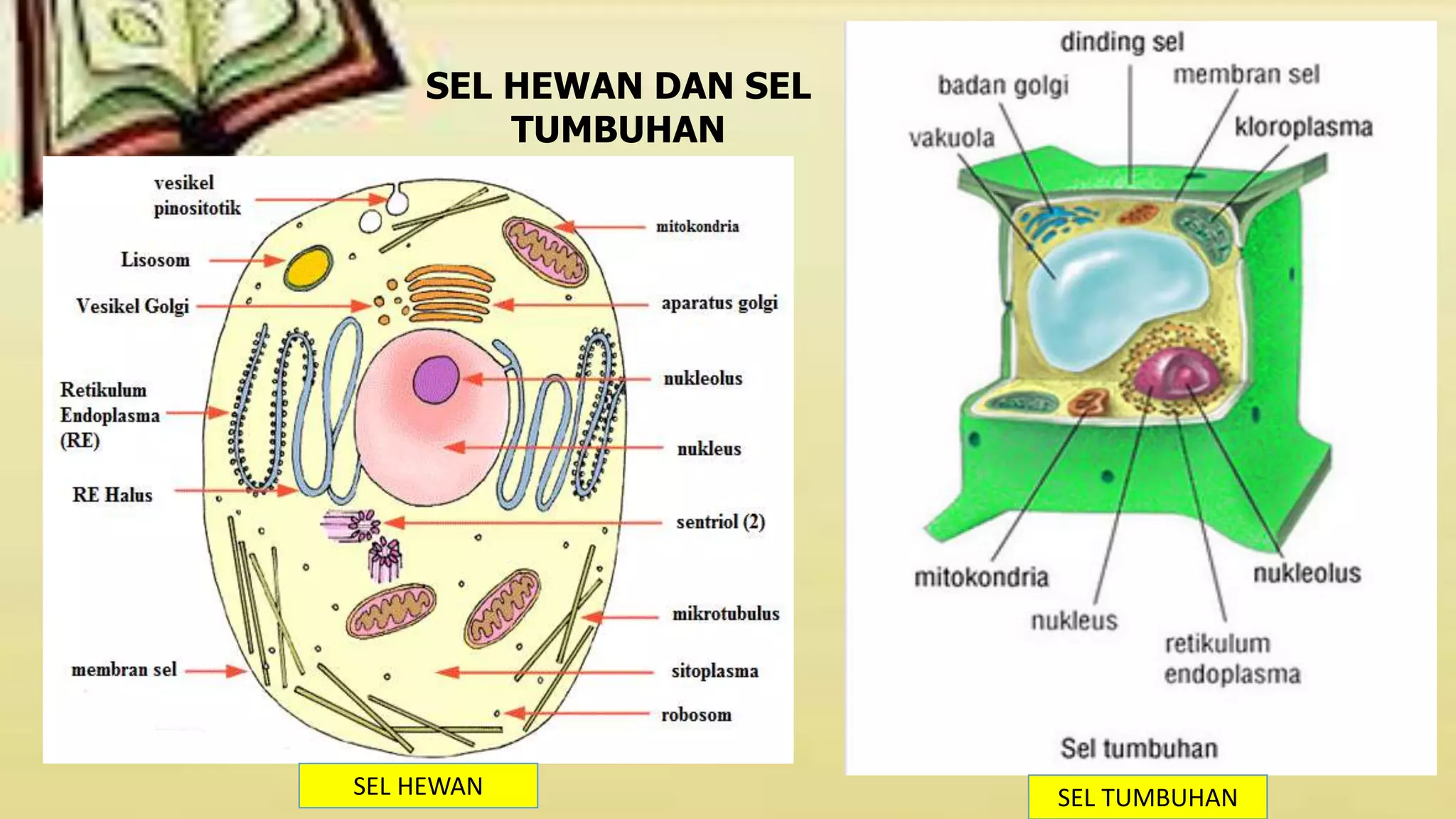 Sel hewan dan tumbuhan | PPTX