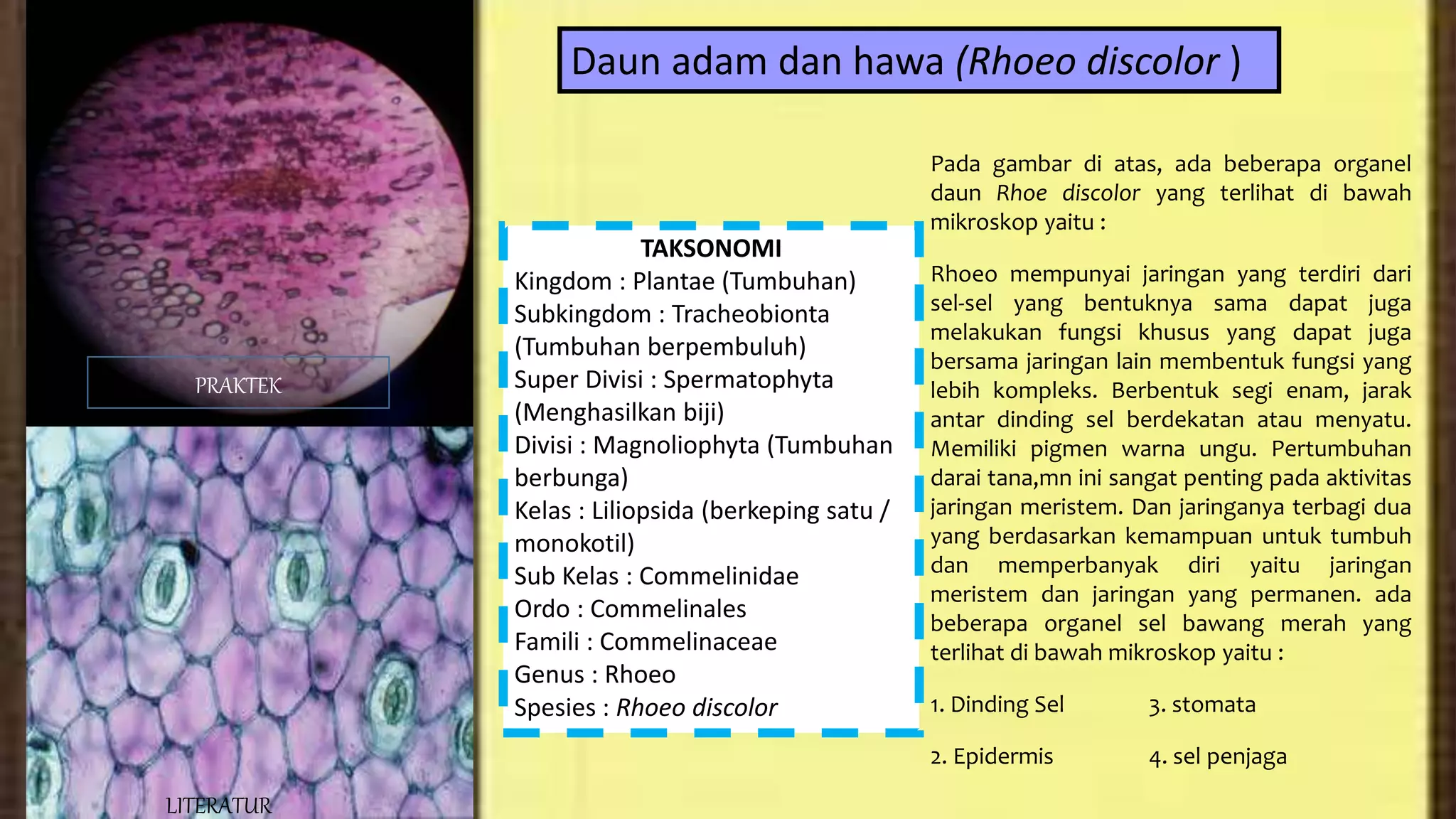 Sel hewan dan tumbuhan | PPTX