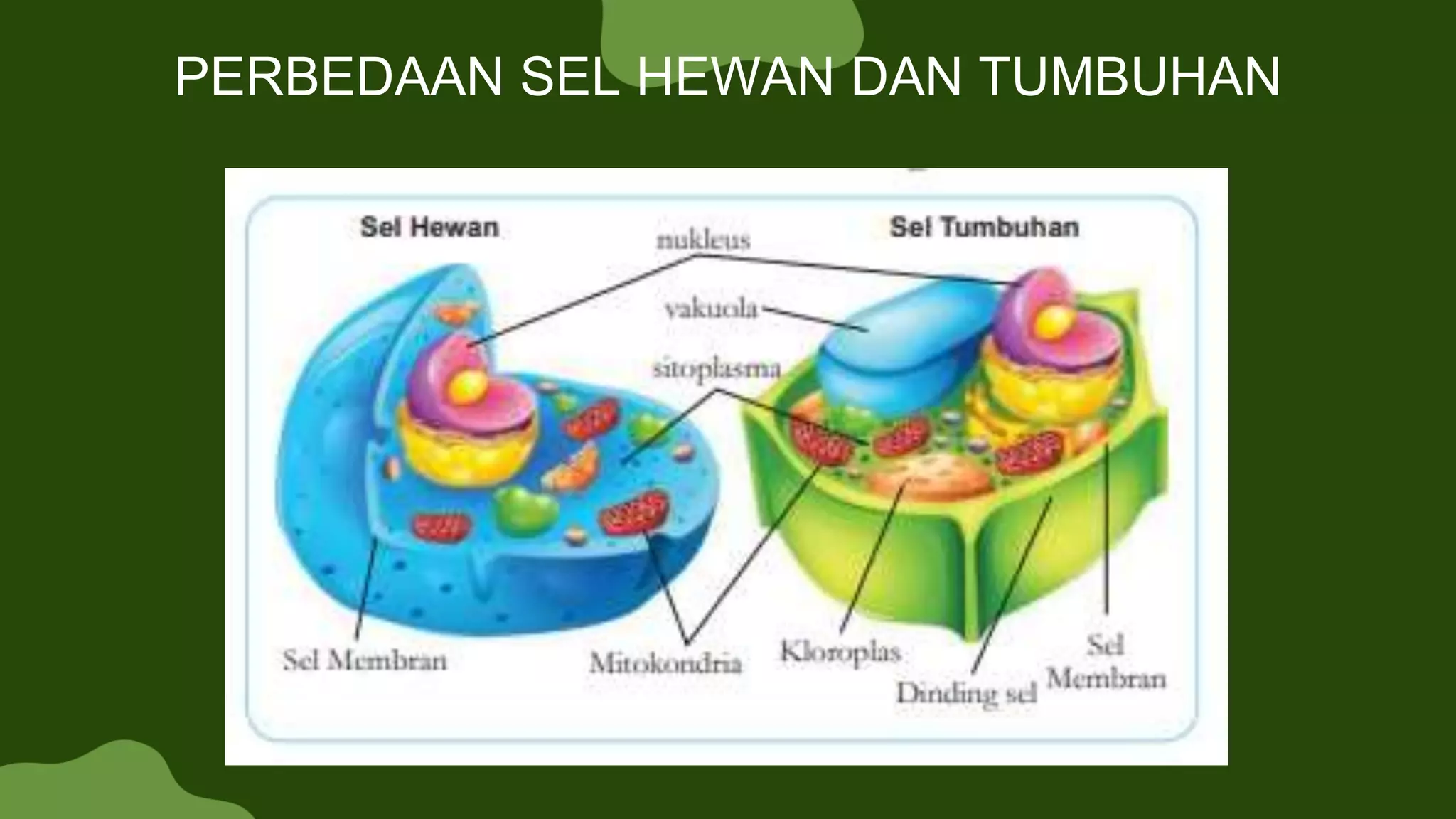 SEL HEWAN DAN TUMBUHAN.pptx