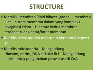 Sel hewan dan tumbuhan dan mitokandria | PPT