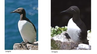 Selir og fuglar | PPT