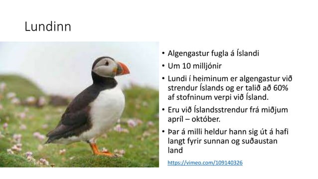 Selir og fuglar | PPT