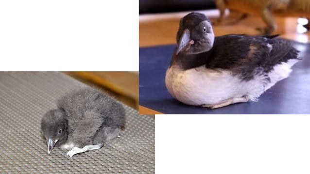 Selir og fuglar | PPT