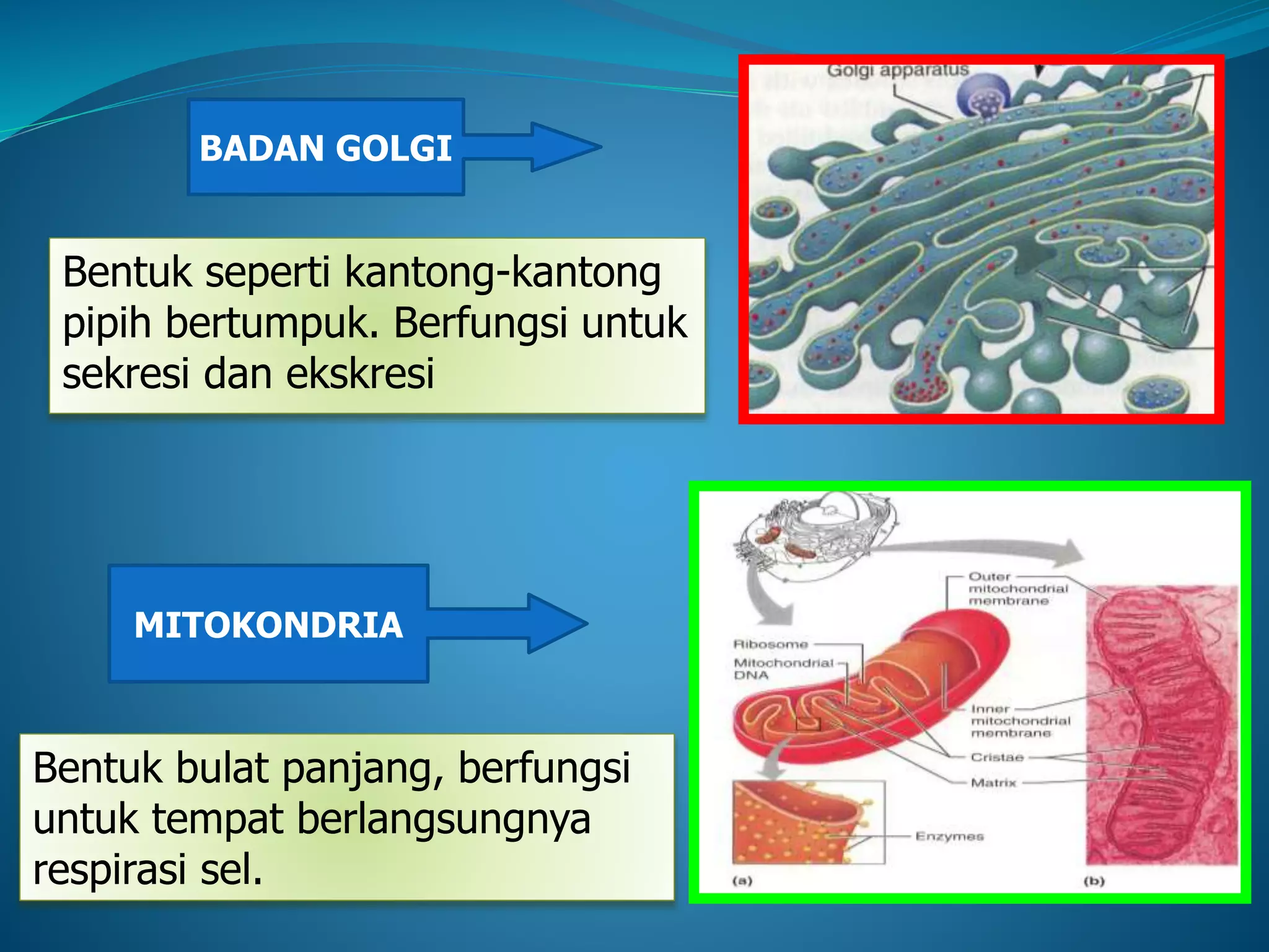 Sel, Jaringan dan Organ dari Hewan dan Tumbuhan | PPTX