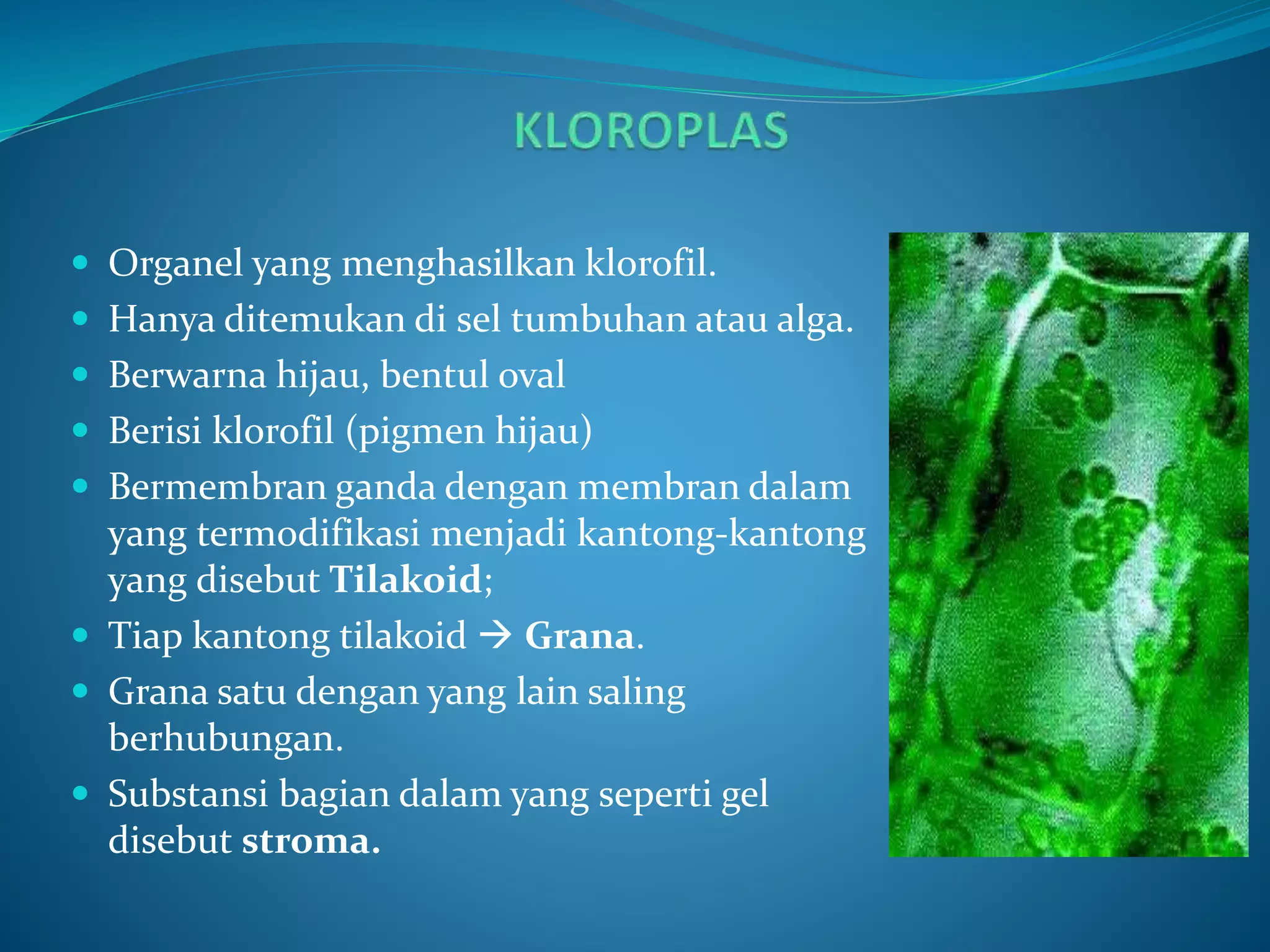 Sel, Jaringan dan Organ dari Hewan dan Tumbuhan | PPTX
