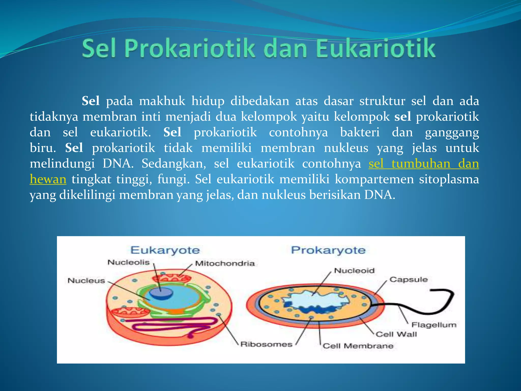 Sel, Jaringan dan Organ dari Hewan dan Tumbuhan | PPTX