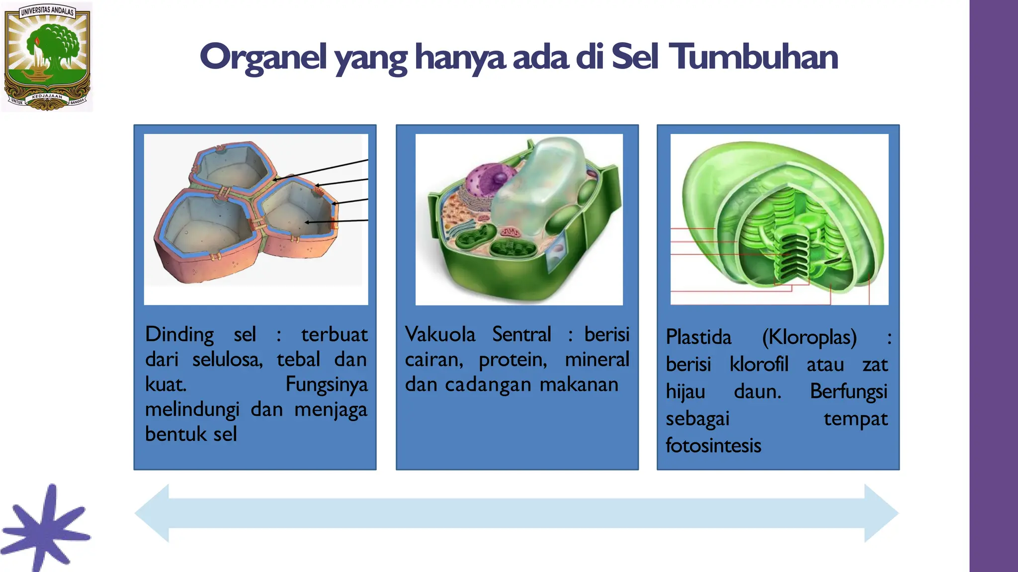 Sel, Jaringan dan Organ, Struktur Organ, Sistem Organ dan Organisme ...