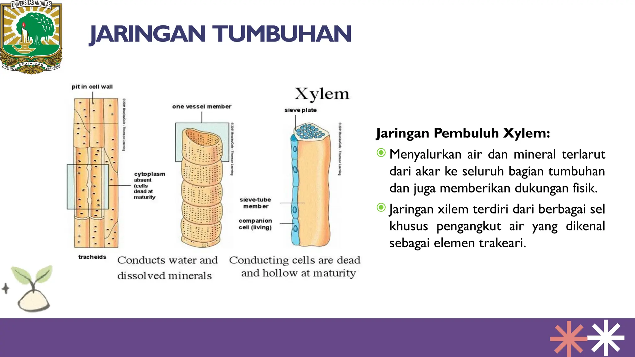 Sel, Jaringan dan Organ, Struktur Organ, Sistem Organ dan Organisme ...