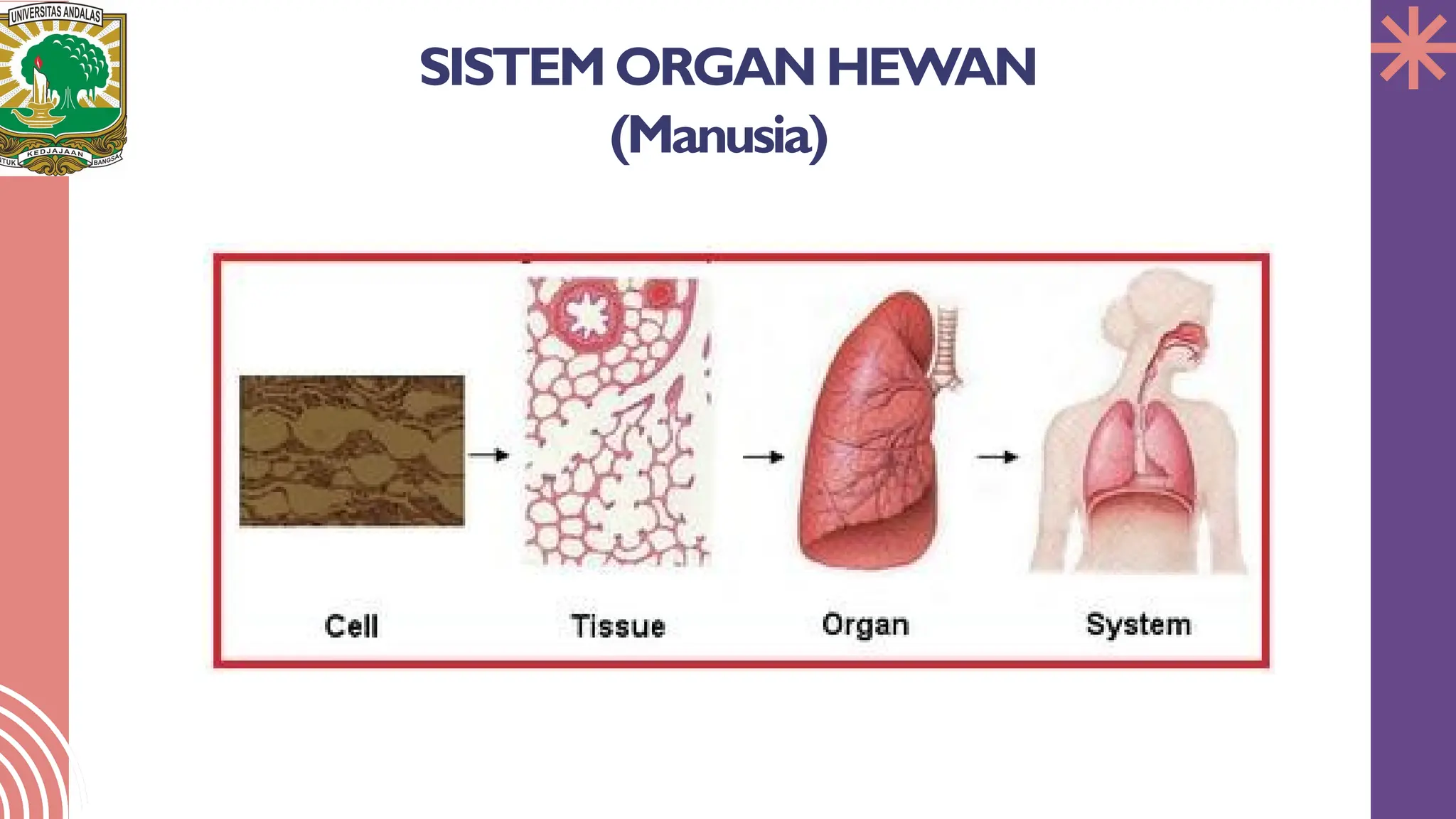 Sel, Jaringan dan Organ, Struktur Organ, Sistem Organ dan Organisme_Helvi Maudy Saswita.pptx