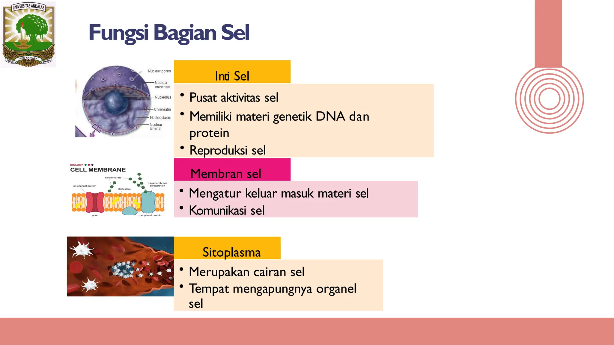 Sel, Jaringan dan Organ, Struktur Organ, Sistem Organ dan Organisme_Helvi Maudy Saswita.pptx