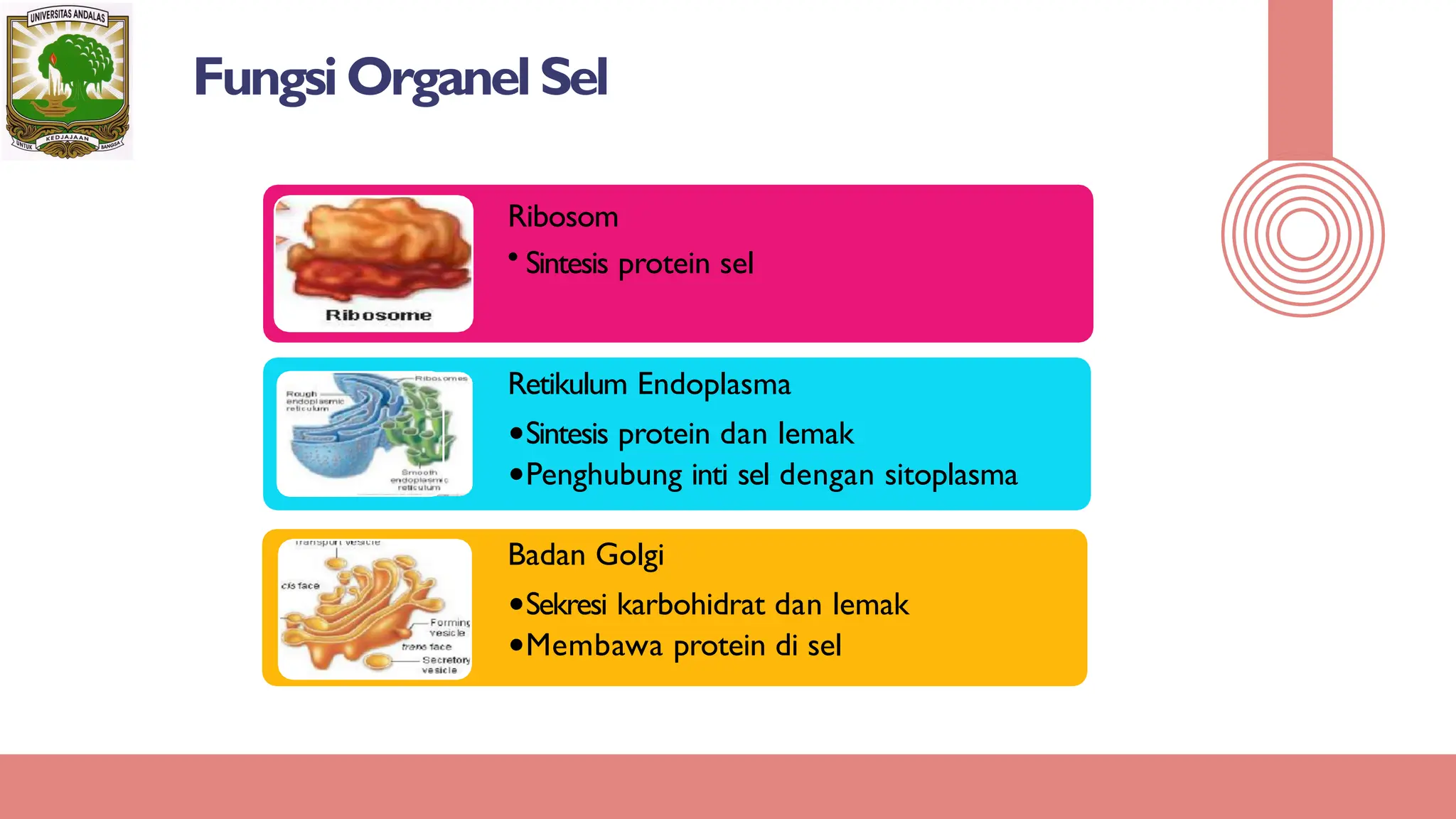 Sel, Jaringan dan Organ, Struktur Organ, Sistem Organ dan Organisme ...