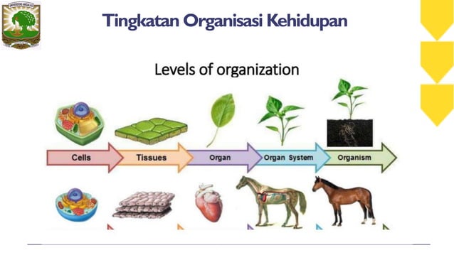 Sel, Jaringan dan Organ, Struktur Organ, Sistem Organ dan Organisme_Helvi Maudy Saswita.pptx