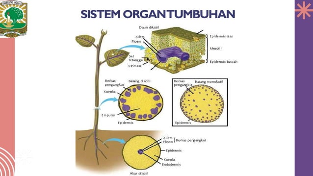Sel, Jaringan dan Organ, Struktur Organ, Sistem Organ dan Organisme ...