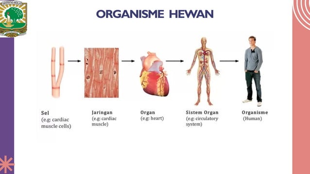 Sel, Jaringan dan Organ, Struktur Organ, Sistem Organ dan Organisme_Helvi Maudy Saswita.pptx