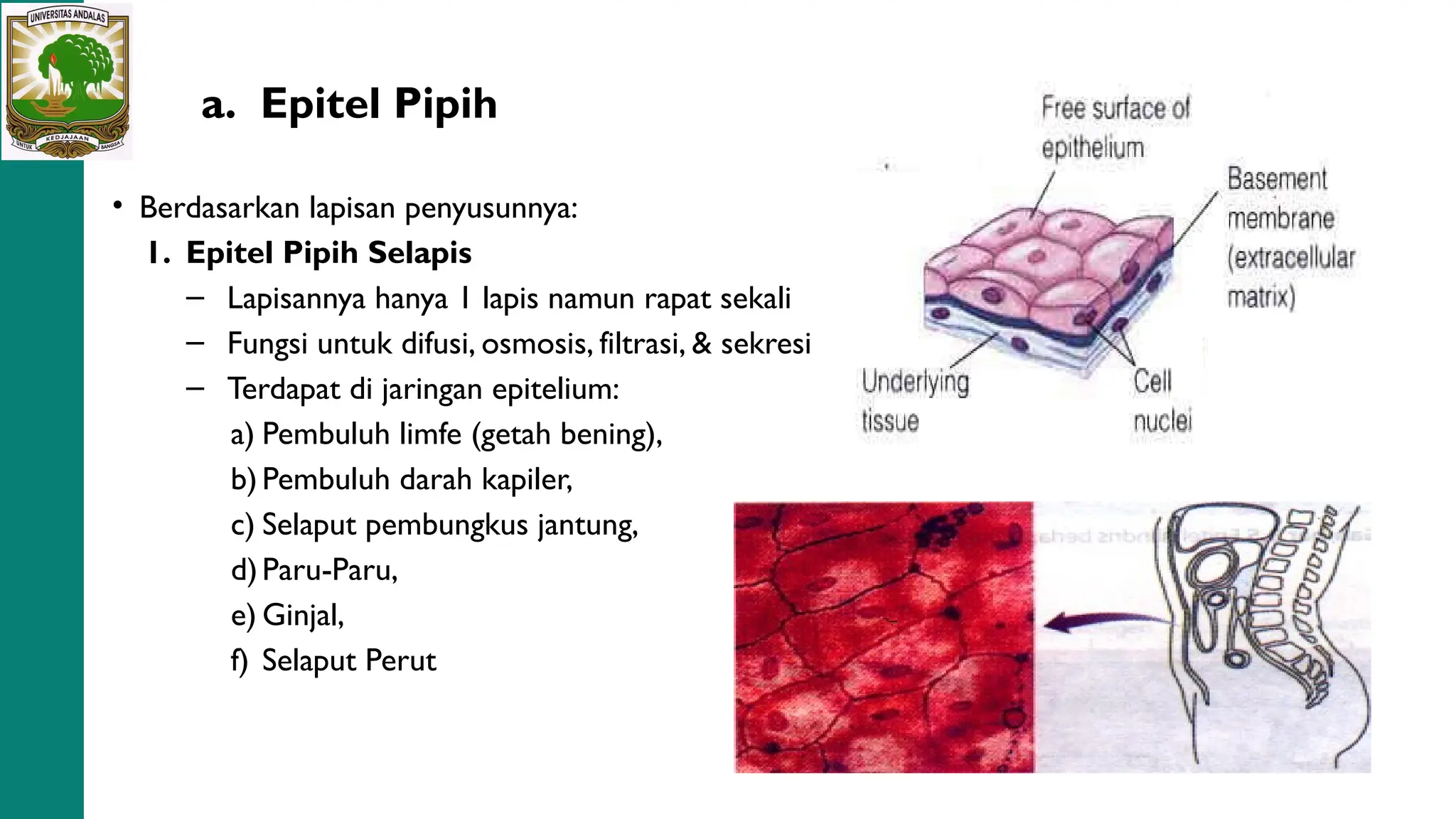 Sel, Jaringan dan Organ Tubuh Manusia_Helvi Maudy Saswita.pptx