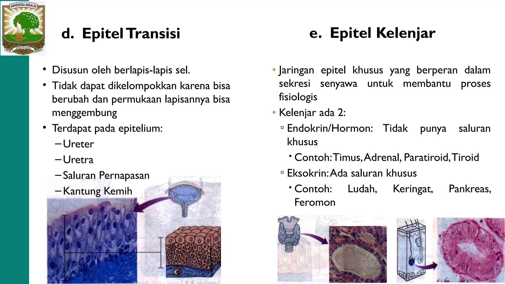 Sel, Jaringan dan Organ Tubuh Manusia_Helvi Maudy Saswita.pptx