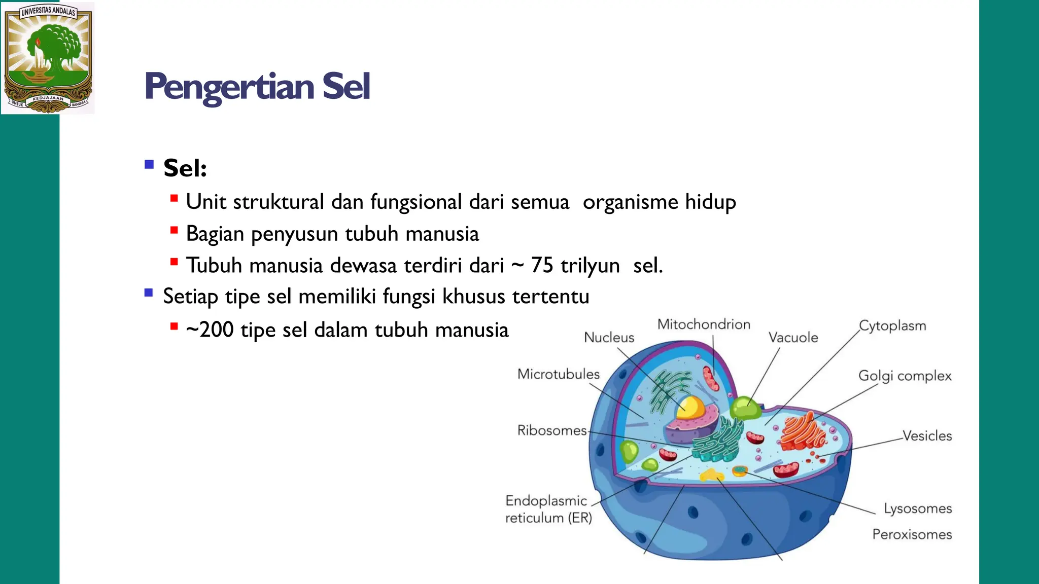 Sel, Jaringan dan Organ Tubuh Manusia_Helvi Maudy Saswita.pptx