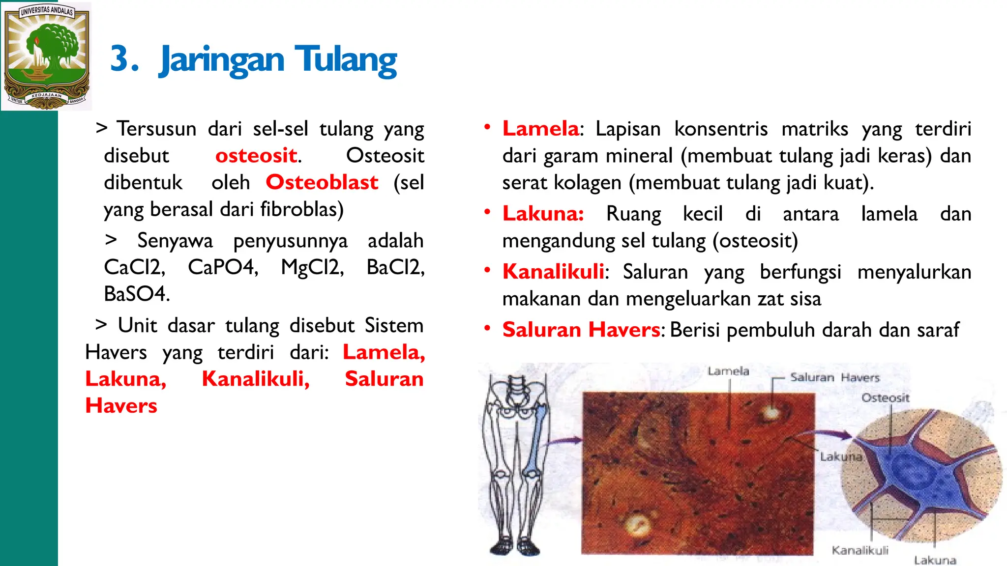 Sel, Jaringan dan Organ Tubuh Manusia_Helvi Maudy Saswita.pptx
