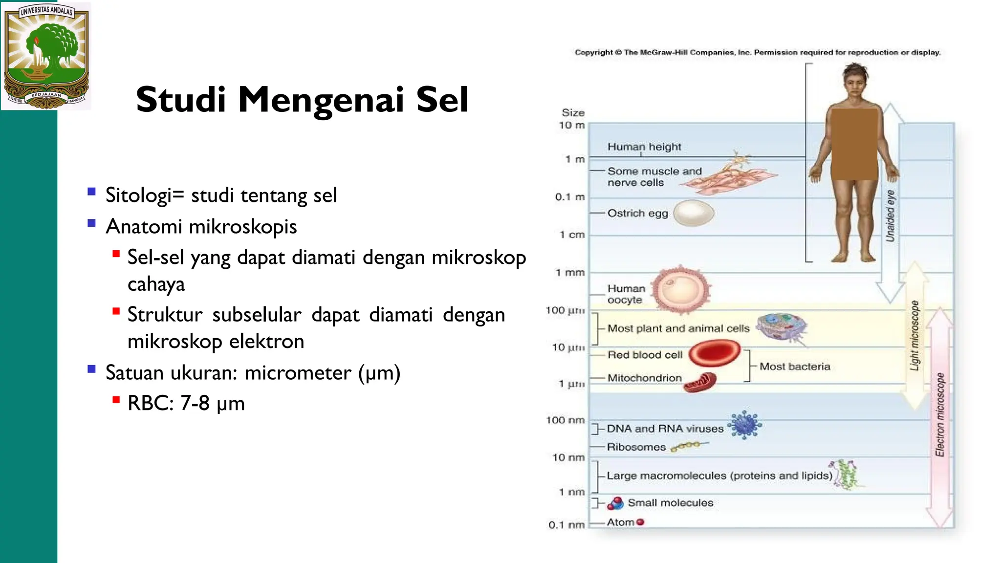 Sel, Jaringan dan Organ Tubuh Manusia_Helvi Maudy Saswita.pptx