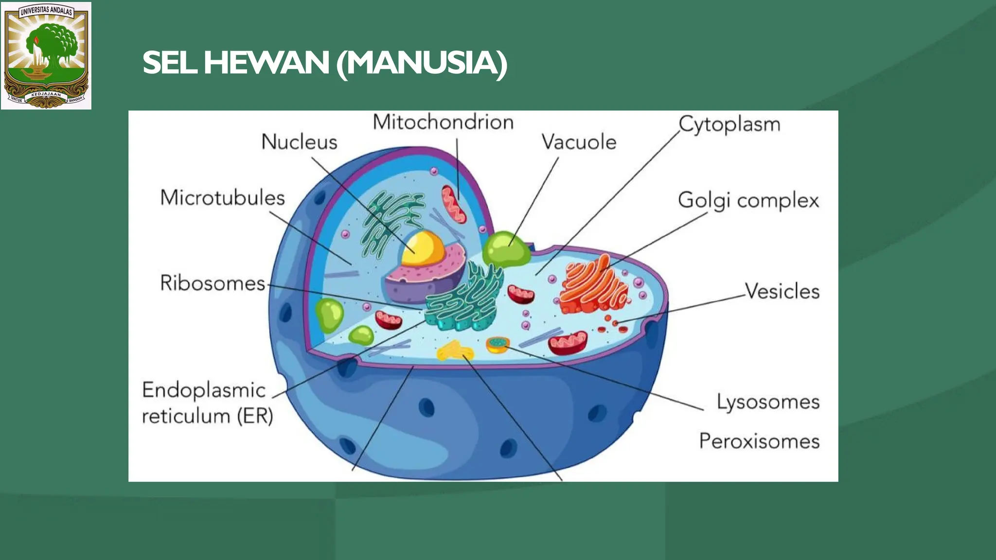 Sel, Jaringan dan Organ Tubuh Manusia_Helvi Maudy Saswita.pptx