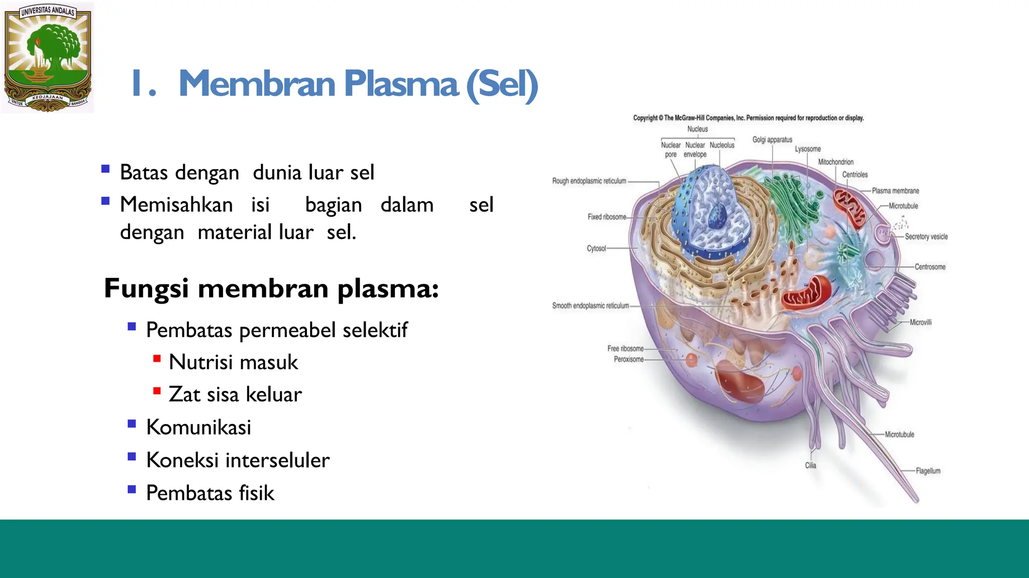 Sel, Jaringan dan Organ Tubuh Manusia_Helvi Maudy Saswita.pptx