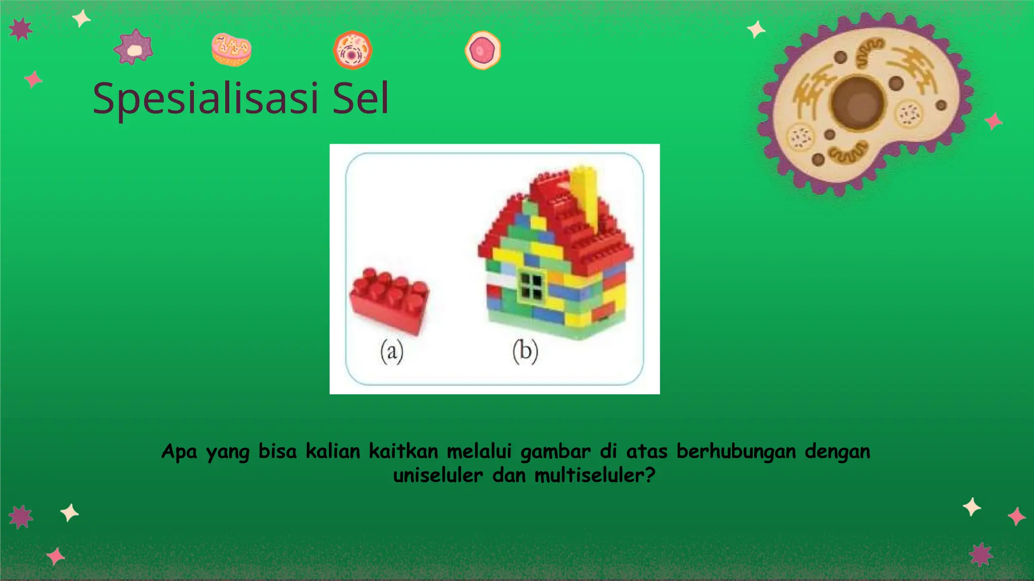 Sel kelas 8.ppt spesialisasi sel kelas 8 semester 1 | PPTX