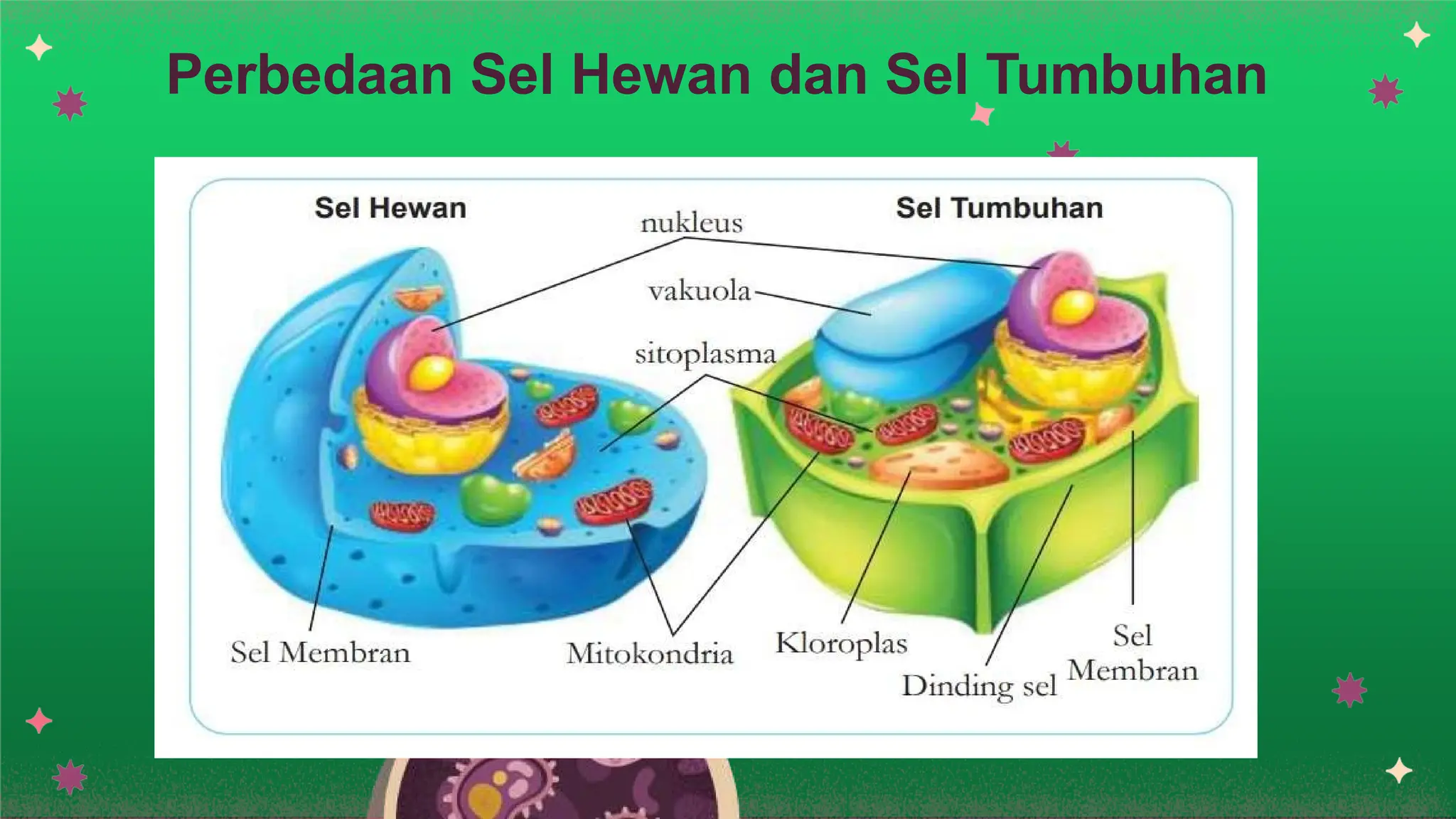 Sel kelas 8.ppt spesialisasi sel kelas 8 semester 1 | PPTX