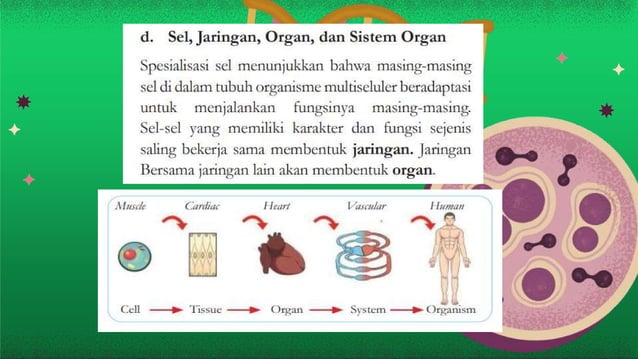 Sel kelas 8.ppt spesialisasi sel kelas 8 semester 1 | PPTX