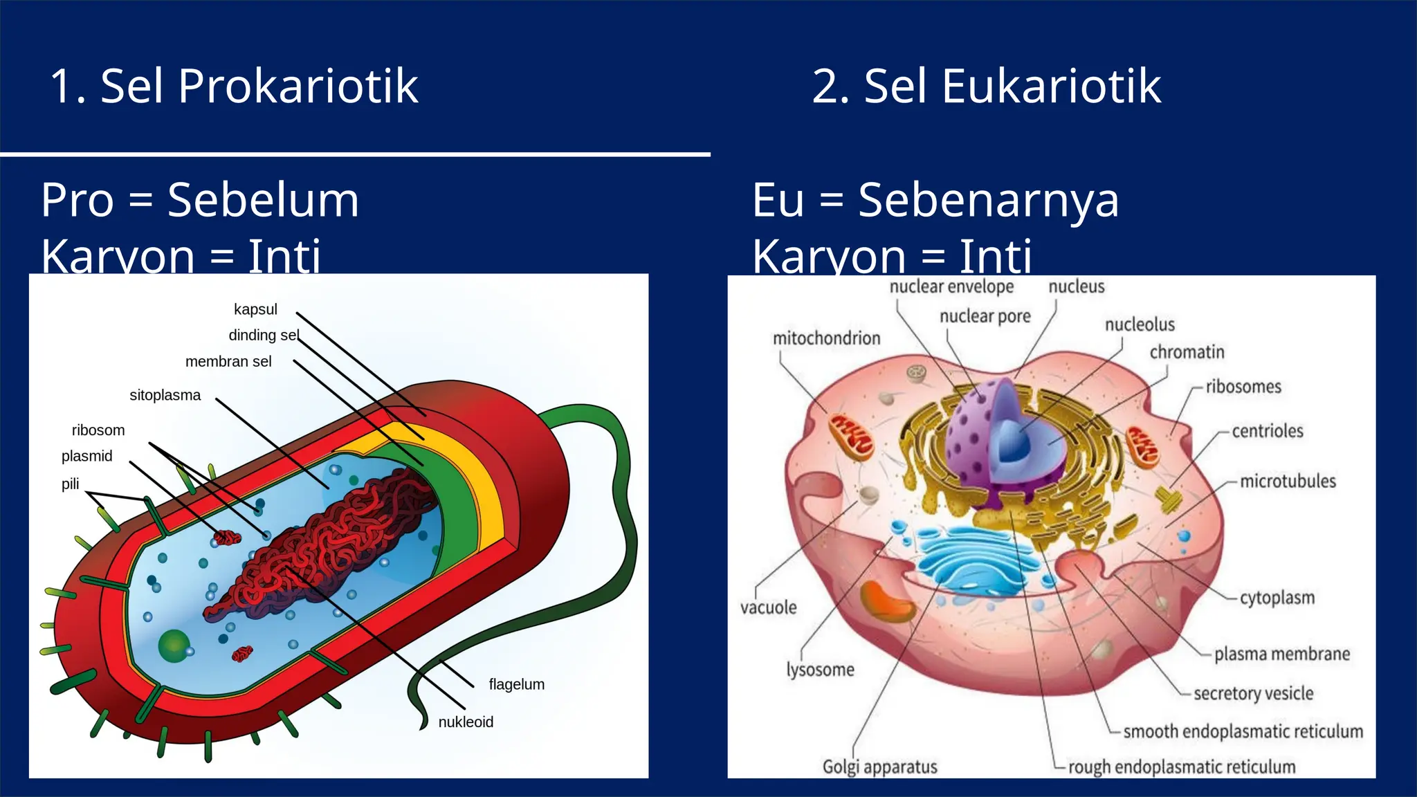 Sel Kelas XI BIOLOGI KELAS 11 SEL HEWAN DAN TUMBUHAN.pptx