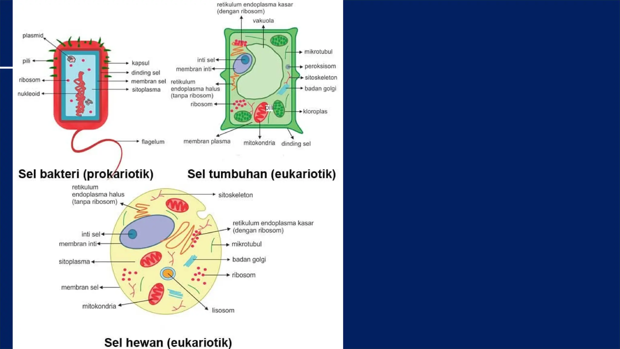 Sel Kelas XI BIOLOGI KELAS 11 SEL HEWAN DAN TUMBUHAN.pptx