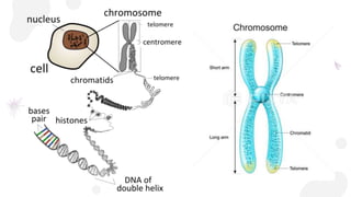 Cell, chromosome "building blocks of life" | PPTX