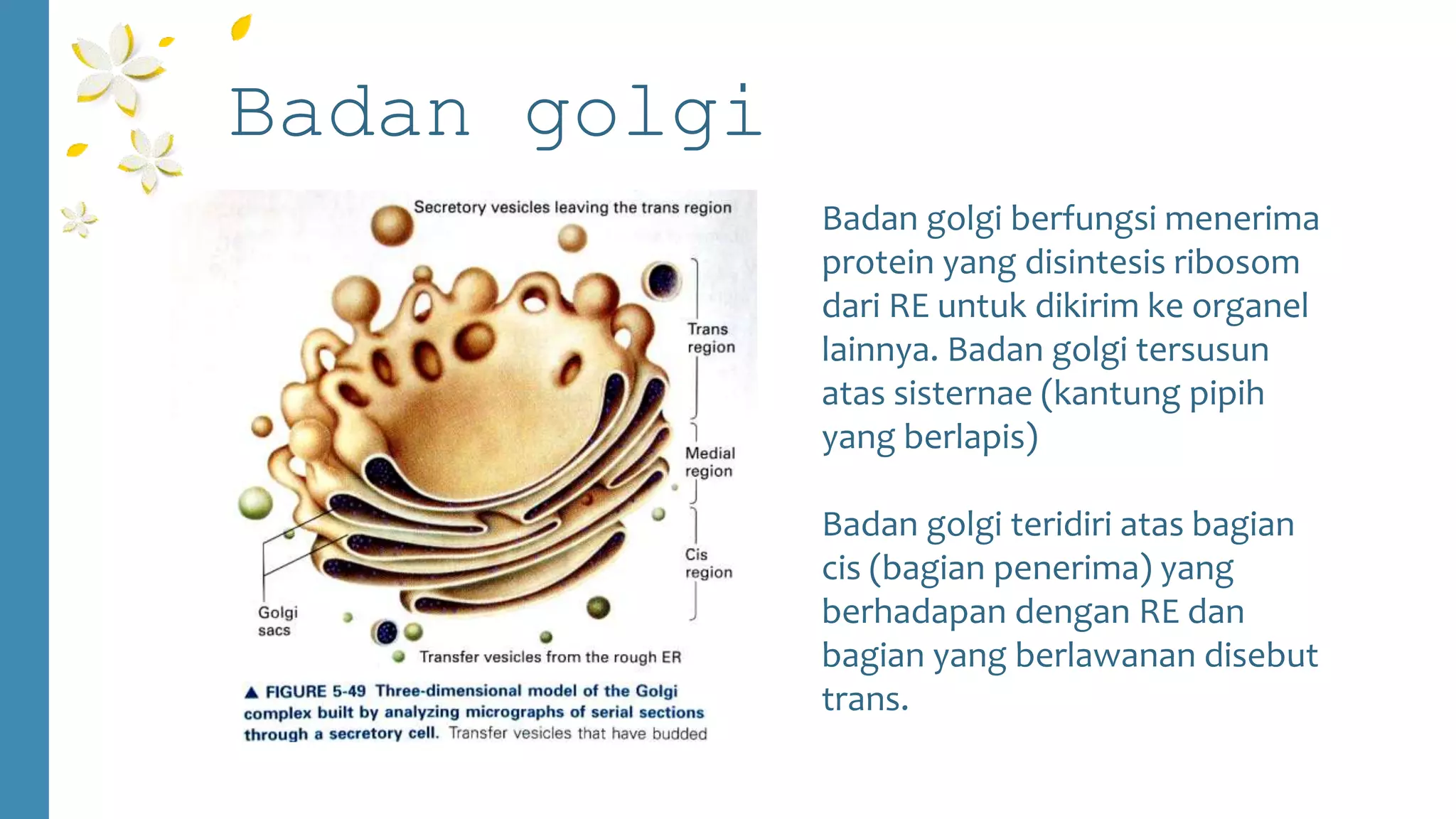 biologi sel struktur dan fungsi lengkap | PPTX