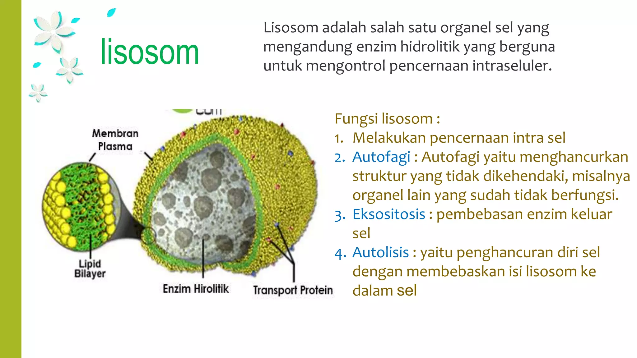biologi sel struktur dan fungsi lengkap | PPTX