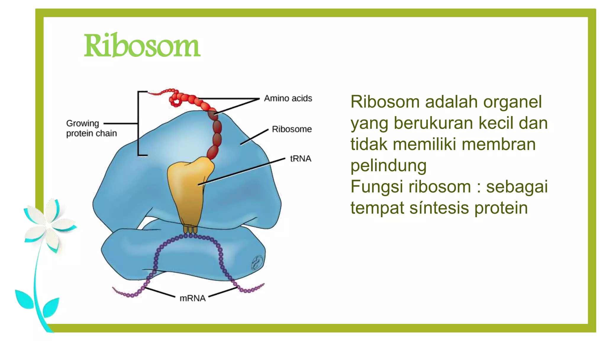 biologi sel struktur dan fungsi lengkap | PPTX