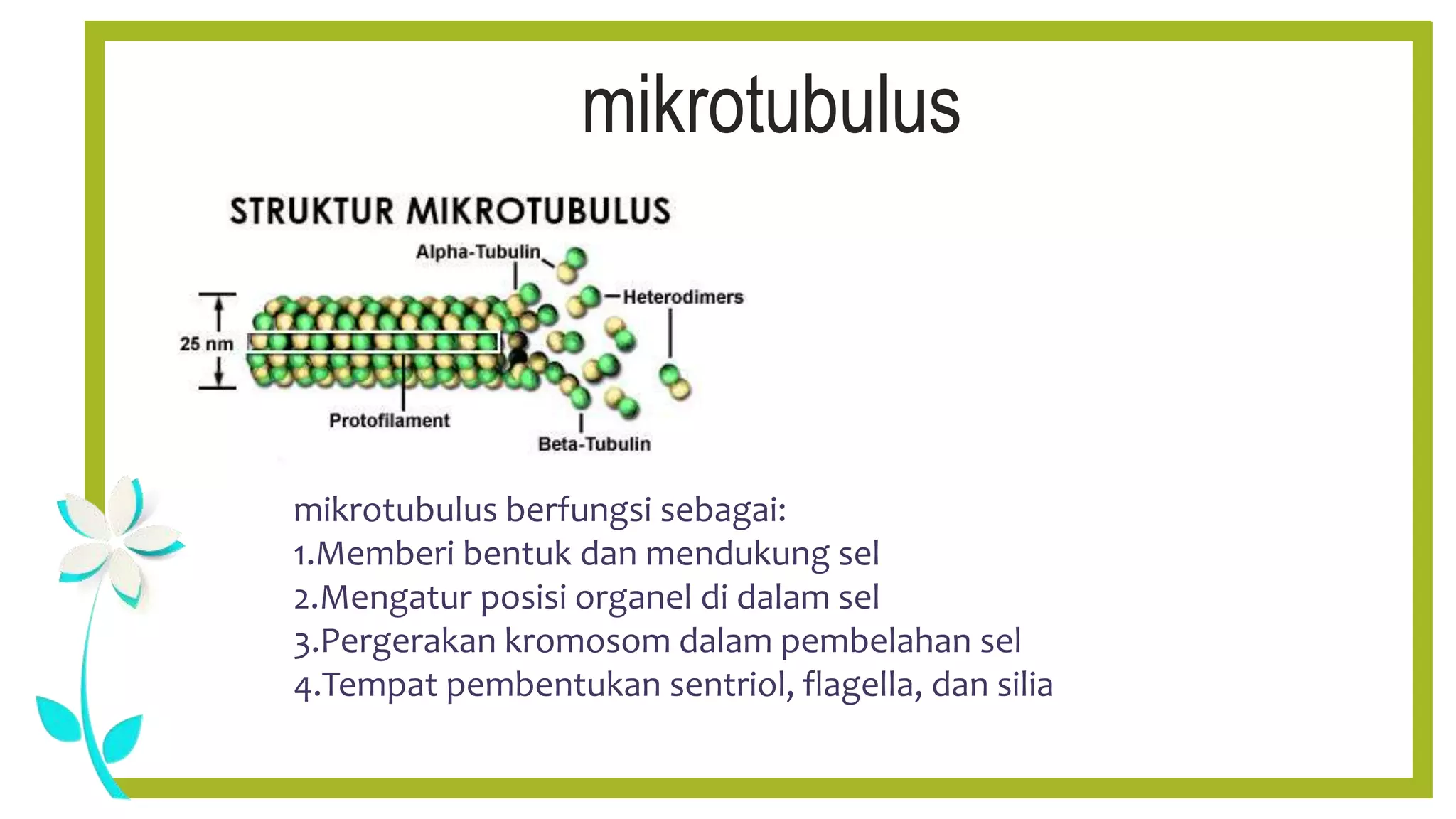 biologi sel struktur dan fungsi lengkap | PPTX