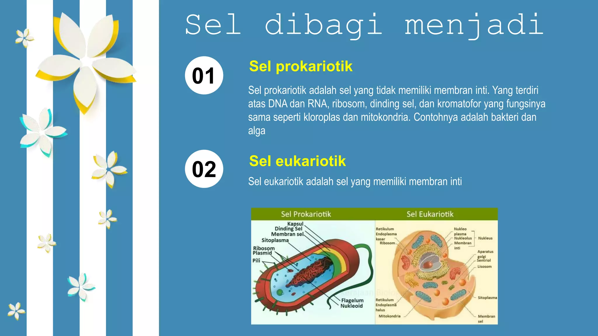 biologi sel struktur dan fungsi lengkap | PPTX